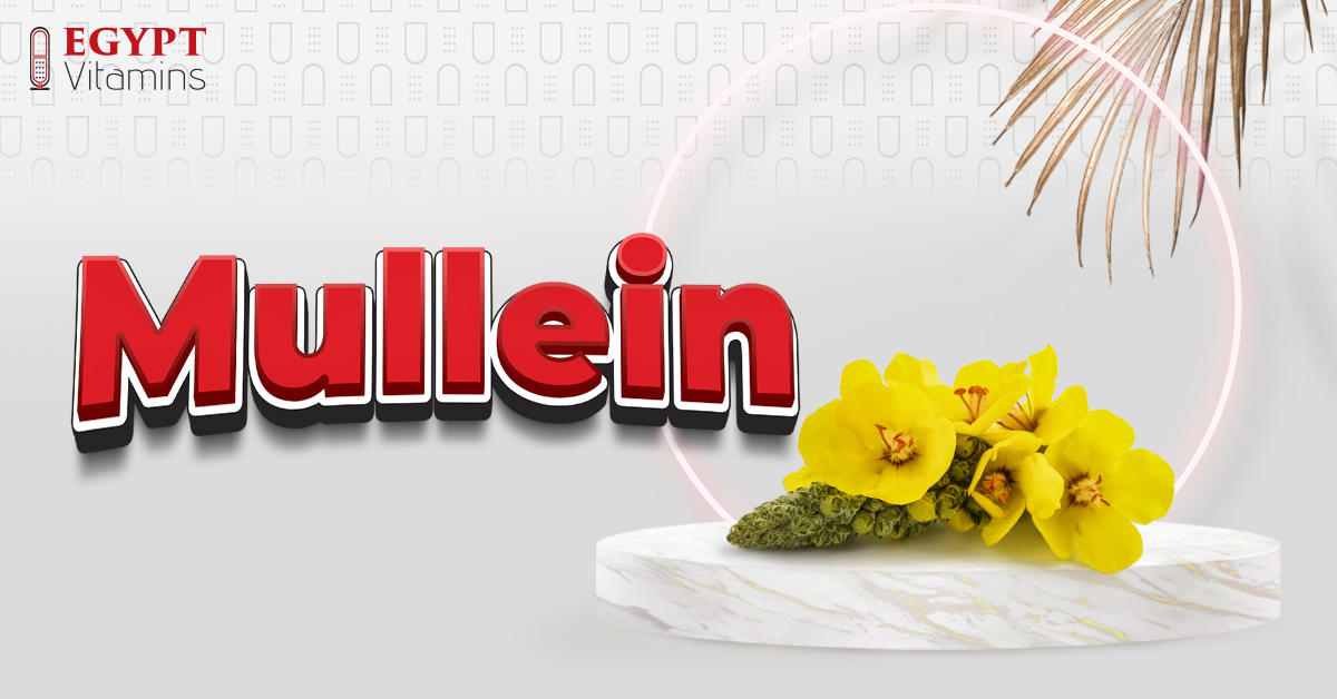 Mullein Extract: Benefits and Uses | Egypt Vitamins